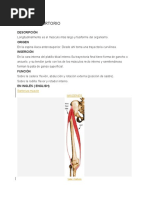 PALESTESIA Definicion y Exploración | PDF | Mano | Sistema ...