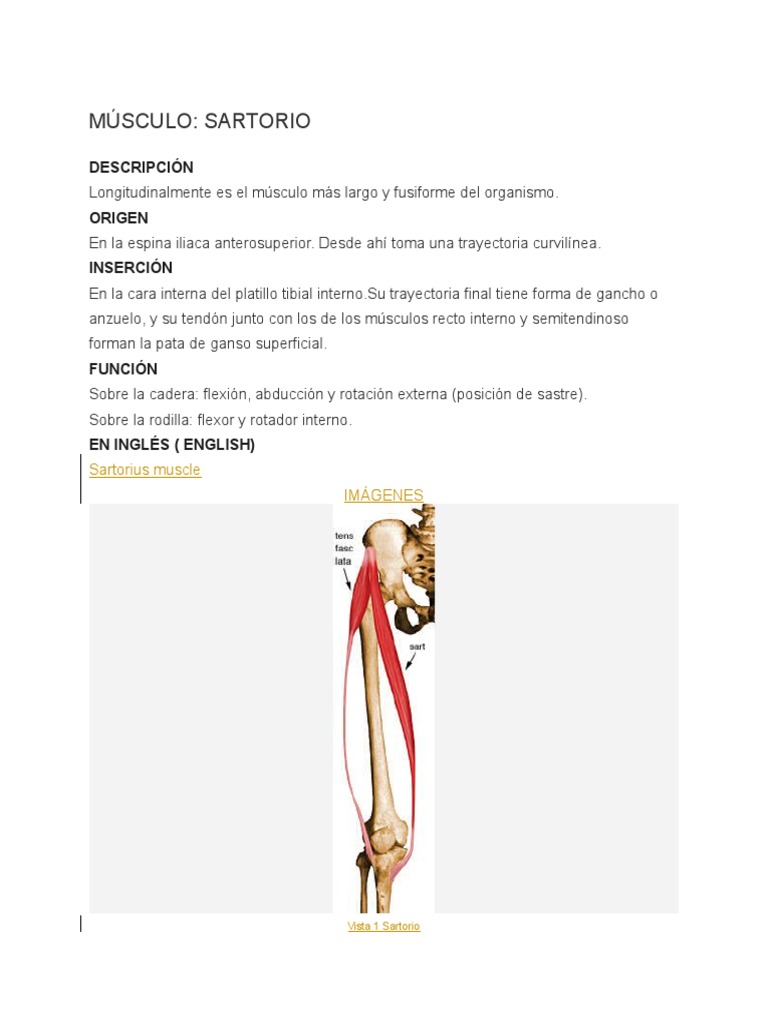 MÚSCULO sartorio | PDF | Rodilla | Sistema musculoesquelético