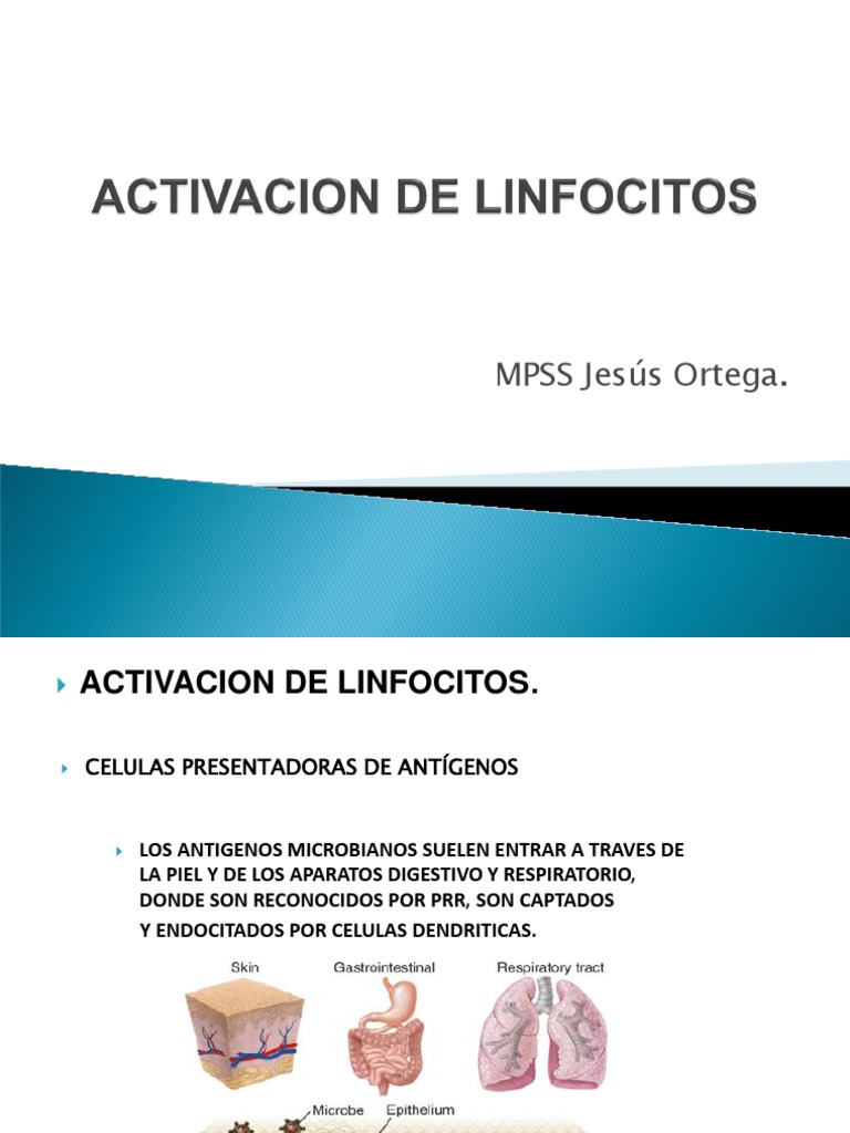 Activacion De Linfocitos Pdf Célula T Linfocitos