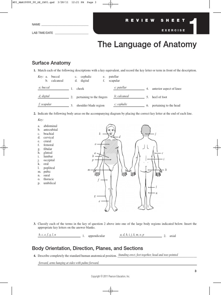 Answers Lab1 Terminology | PDF | Anatomical Terms Of Location ...