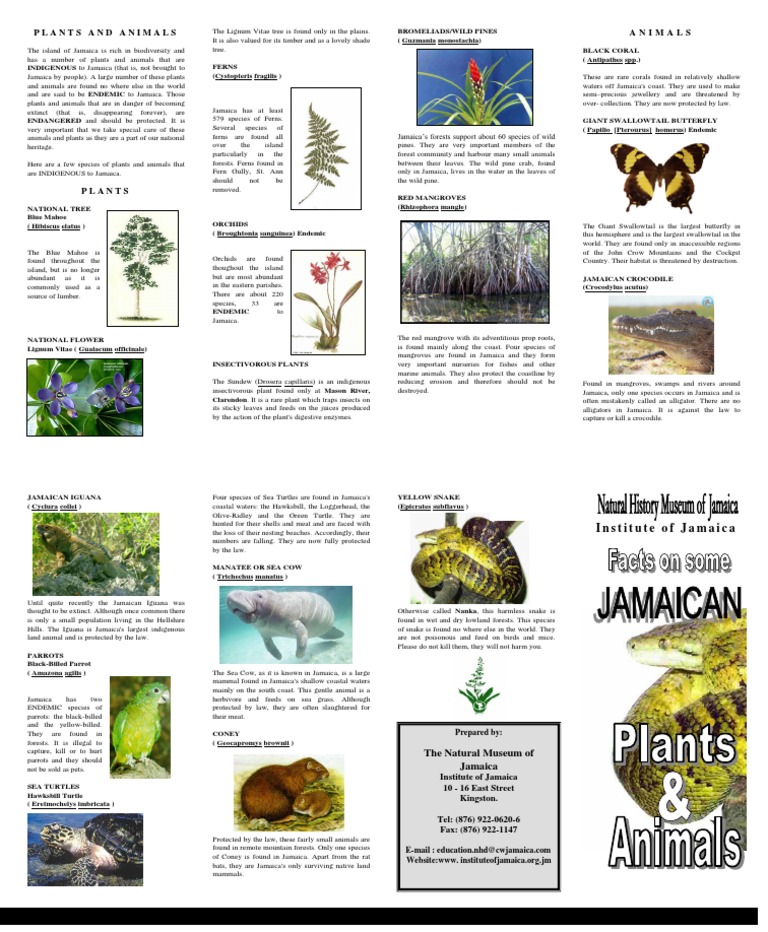 Jamaica's Unique Biodiversity: Plants and Animals Found Only on the ...