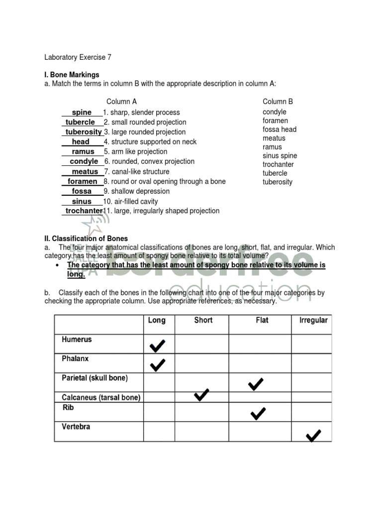 Laboratory 7 | PDF | Skull | Vertebral Column
