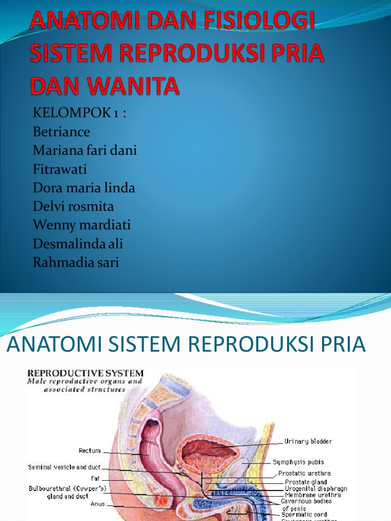 Anatomi Dan Fisiologi Sistem Reproduksi Pria Dan Wanita | PDF