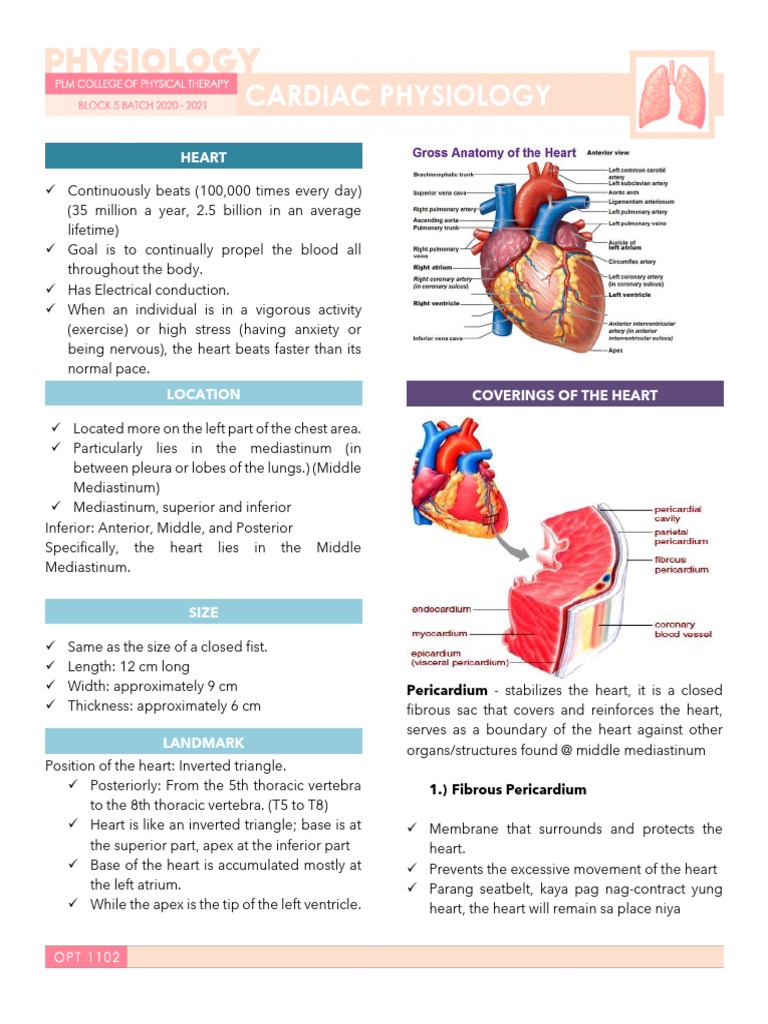 Cardiac Physiology Trans Part1 | PDF | Heart Valve | Ventricle (Heart)