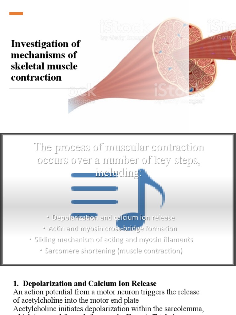 Investigation of Mechanisms of Skeletal Muscle Contraction | PDF ...