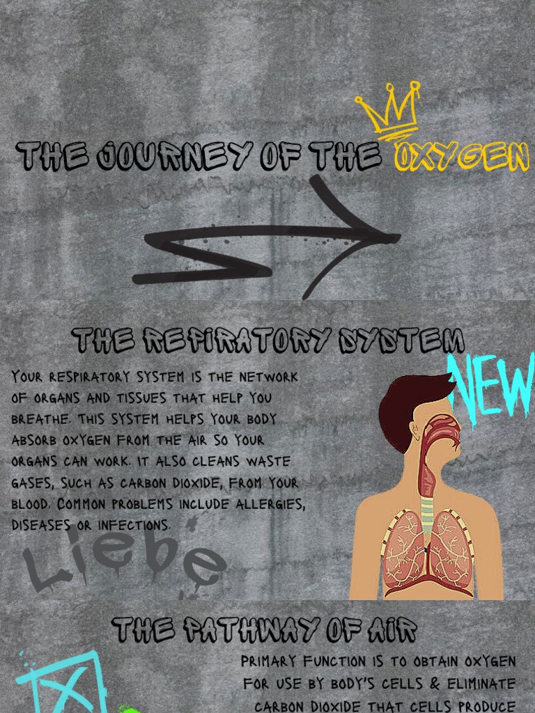The journey of oxygen through the respiratory system | PDF
