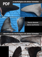 Morfología y Tipos de Aletas en Peces | PDF | Cordados | Pescado