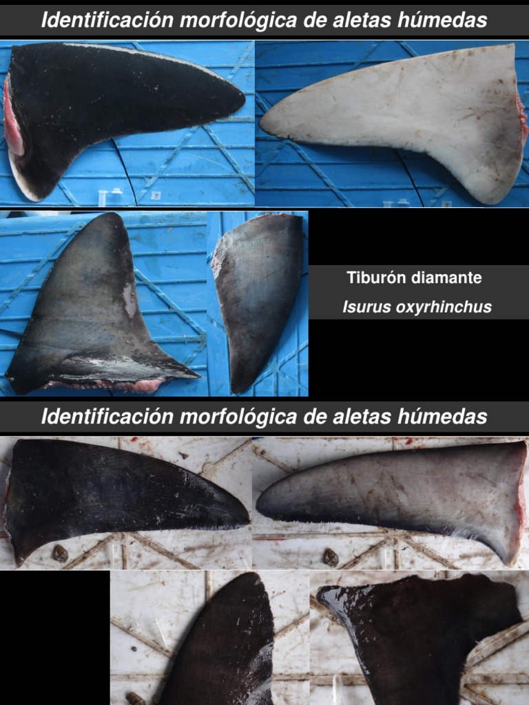 Identificación de aletas de tiburones | PDF | Tiburones | Pescado
