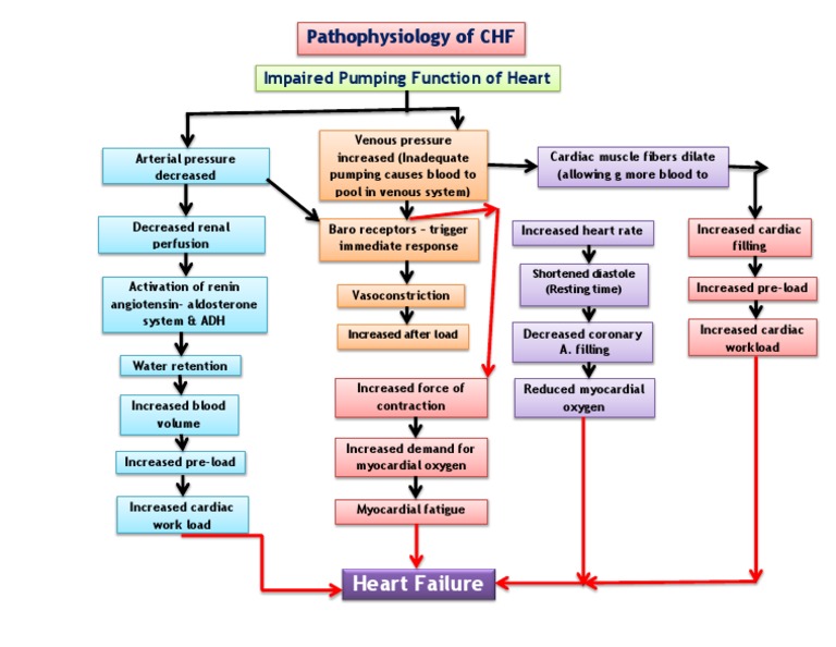 Pathophysiology of CHF: Impaired Pumping Function of Heart | PDF