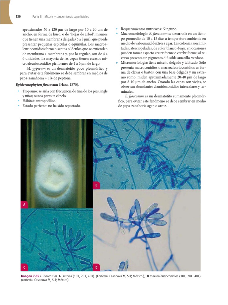 Epidermophyton Floccosum | PDF | Medicina CLINICA | Hongo