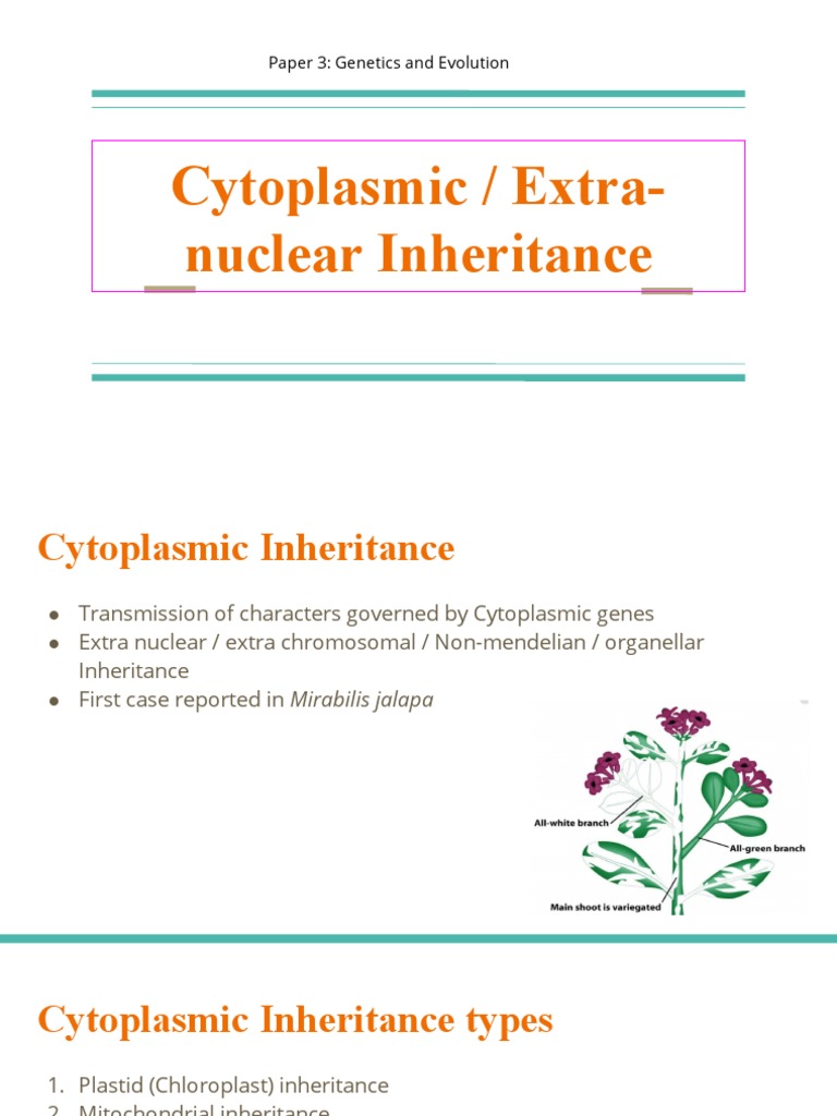 Cytoplasmic Inheritance PPT For MSC | PDF | Mitochondrion ...