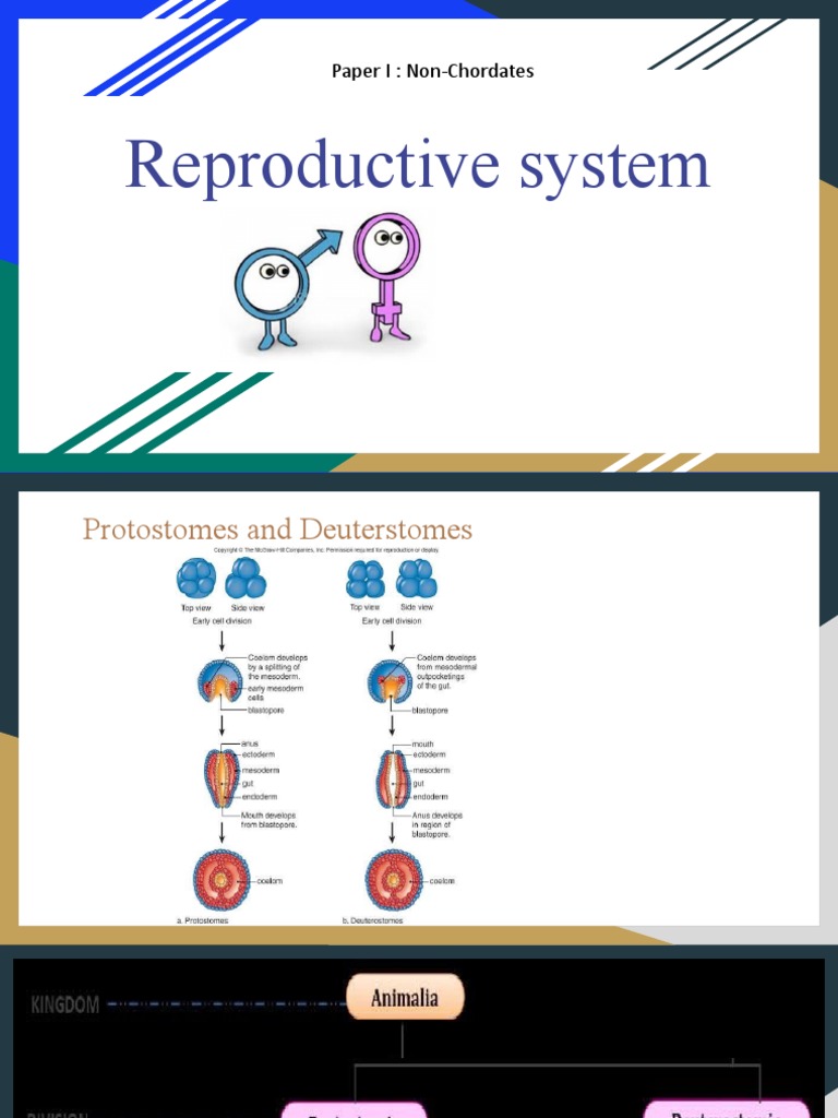 Reproductive System PPT For MSC Zoology | PDF | Reproductive System ...