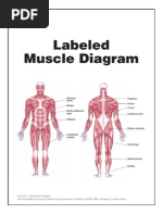 Female Muscle Diagram | PDF | Musculoskeletal System | Soft Tissue