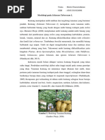 Deskripsi Tanaman Kentang (Solanum tuberosum) | PDF