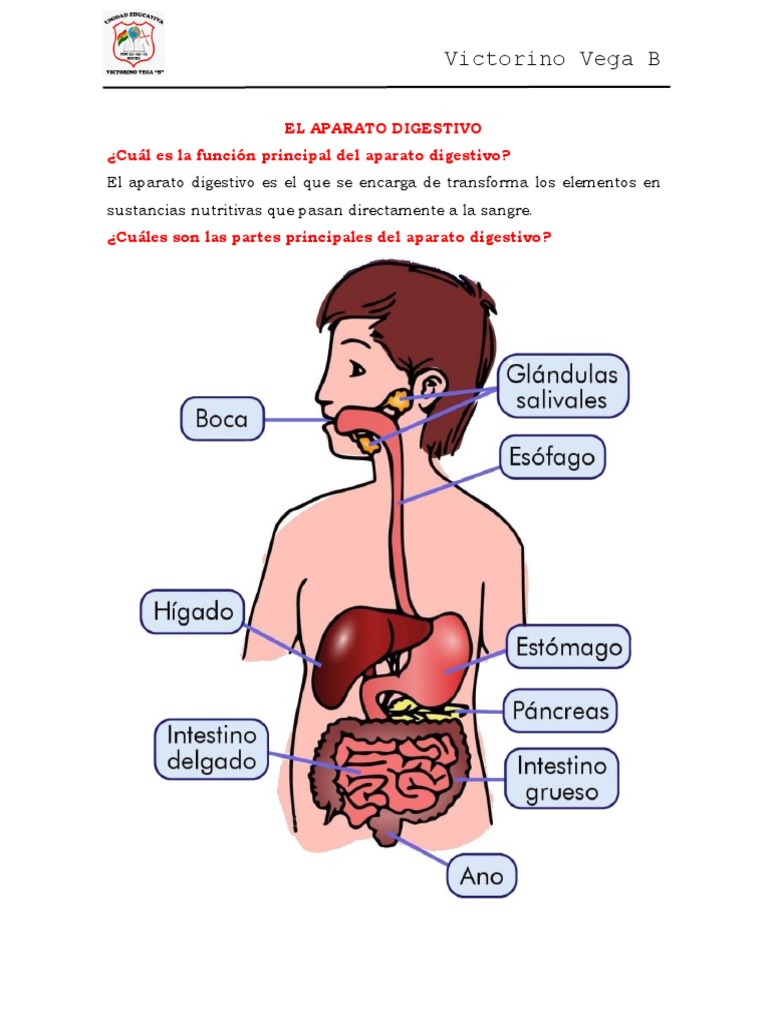 Ciencias Naturales | PDF | Sistema digestivo humano | Digestión