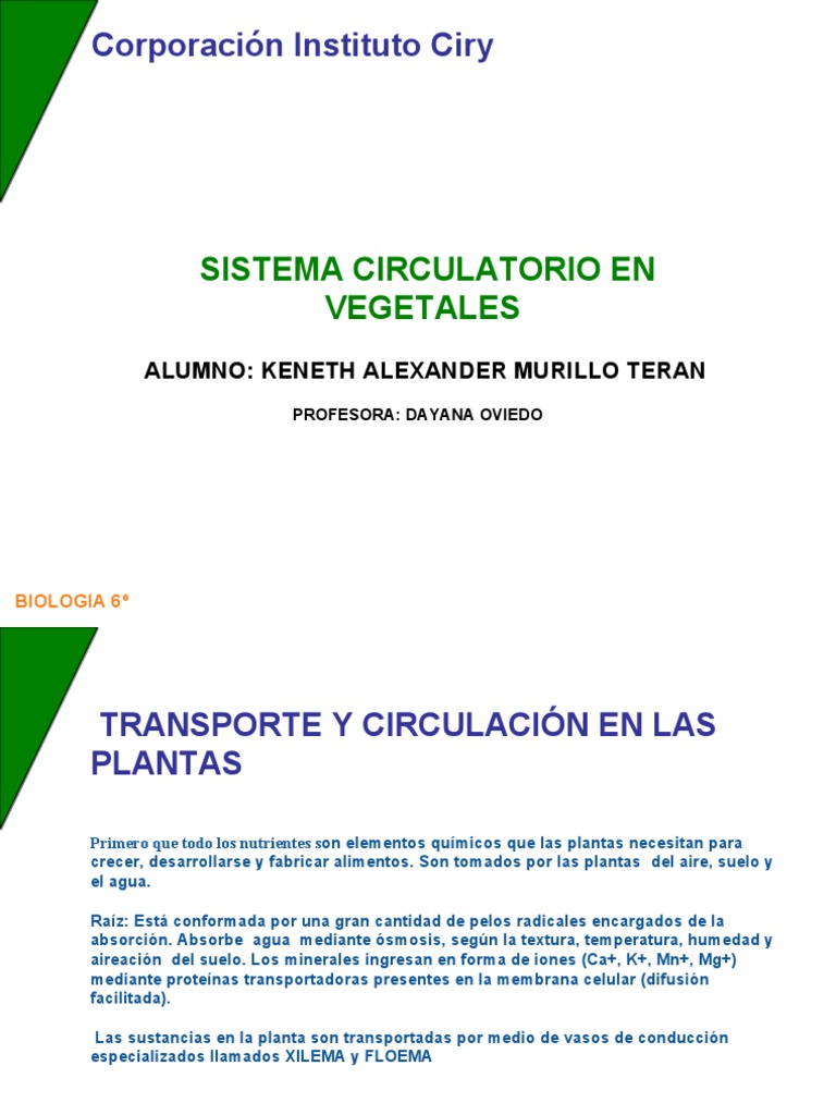 Sistema Circulatorio Vegetal - Keneth Alexander Murillo Teran | PDF ...