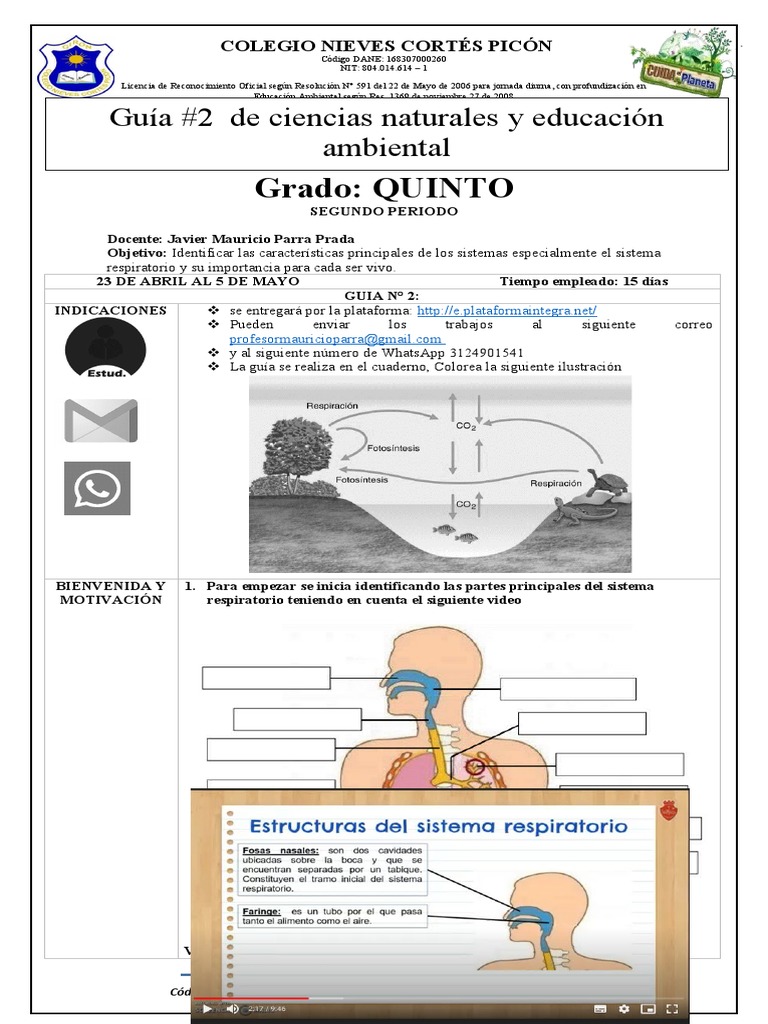Actividades sobre el Sistema Respiratorio | PDF | Sistema respiratorio ...