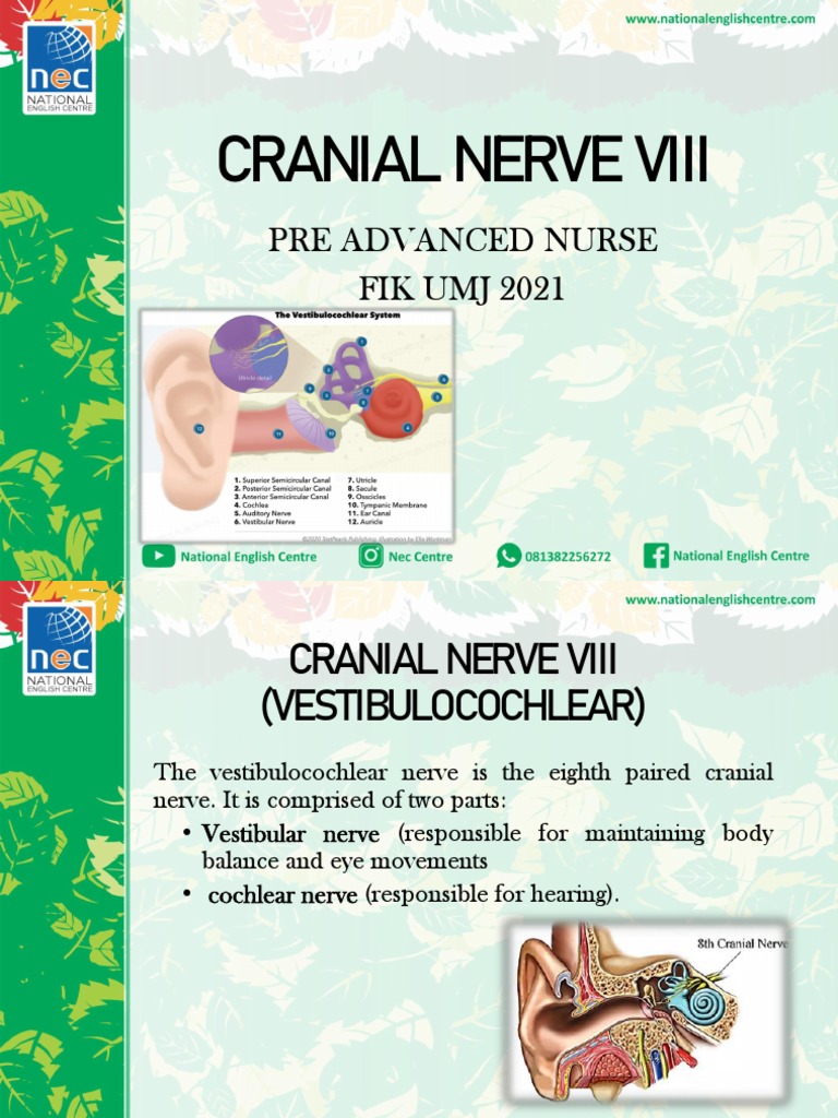 Cranial Nerve VIII Examination | PDF | Vertigo | Hearing