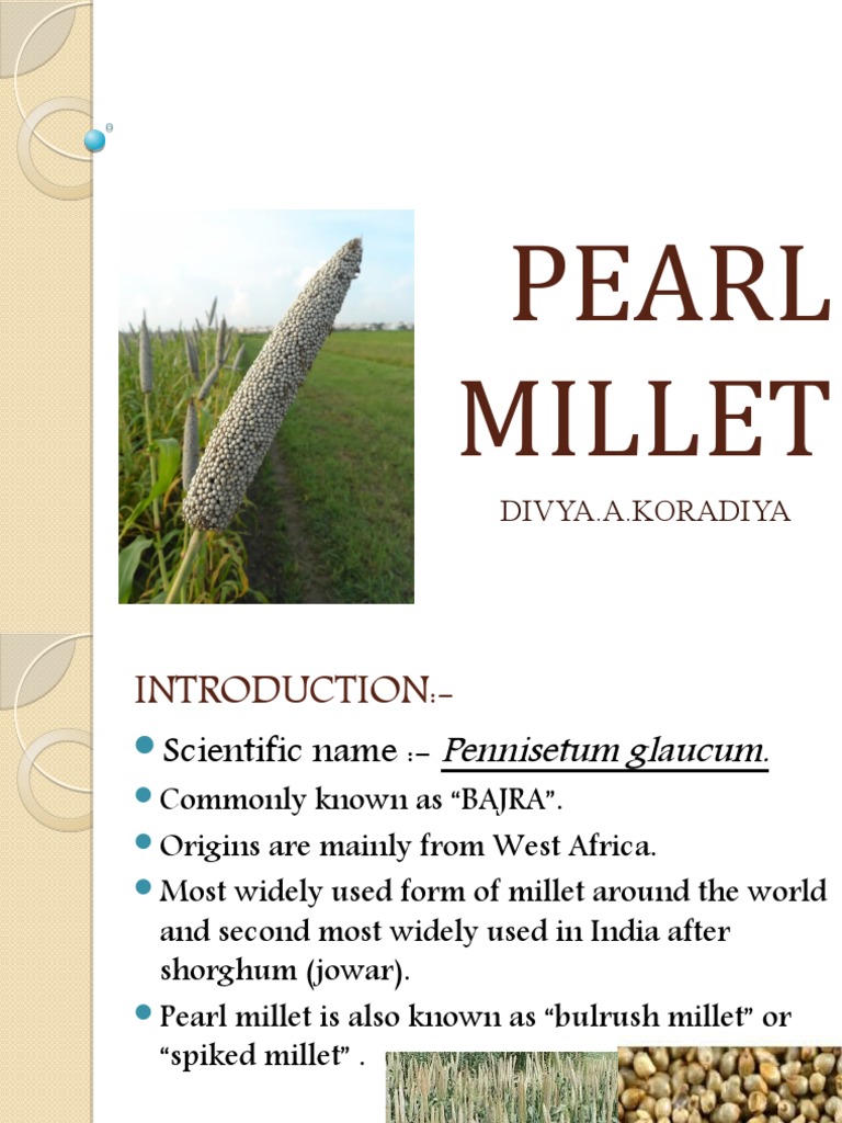 Everything You Need to Know About Pearl Millet | PDF | Agriculture | Crops
