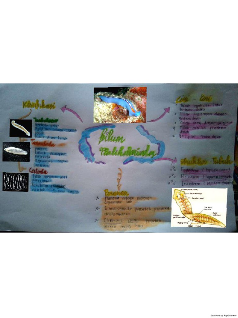 Fauziah Rizki - Mind Map Platyhelminthes | PDF