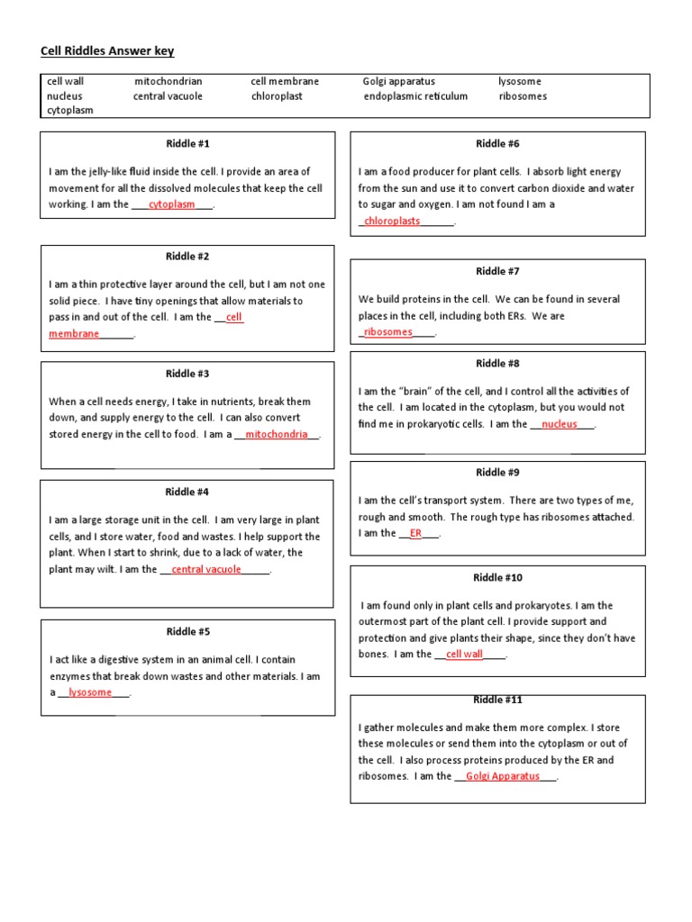 Cell Riddles Answer Key | PDF | Cell (Biology) | Endoplasmic Reticulum
