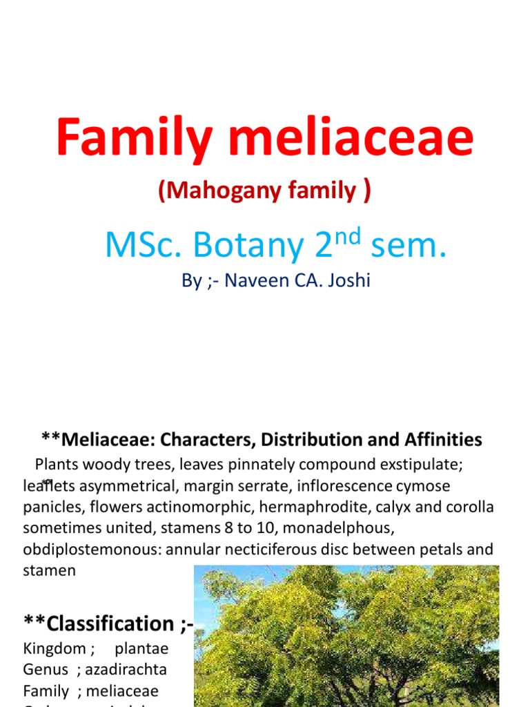 Meliaceae Fami, Ly by Naveen C A Joishi | PDF | Flowers | Horticultural ...