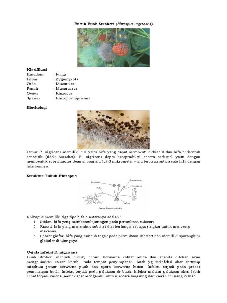 Busuk Buah Stroberi | PDF