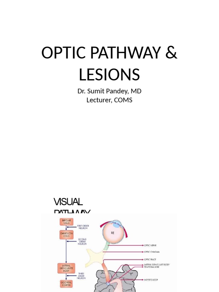 Optic Pathway and Lesions | PDF | Light | Senses