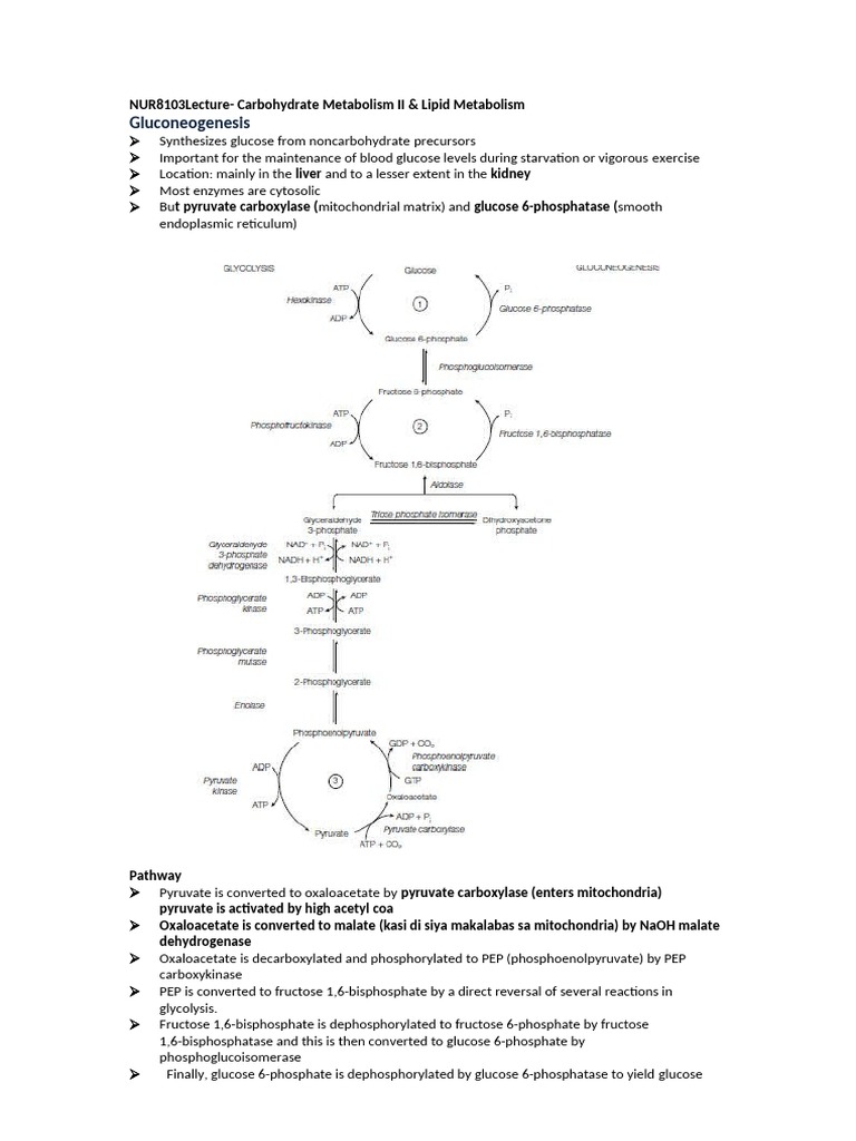 Carbohydrate and Lipid Metabolism Overview | PDF | Glycolysis | Glycogen