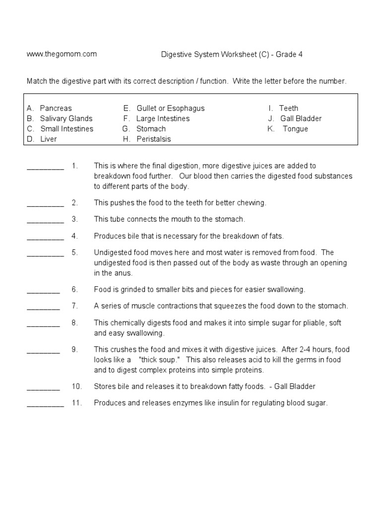Digestive System Worksheet For Grade 4