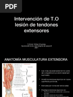 Protocolo Kleinert | PDF | Tendón | Mano