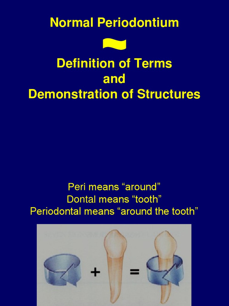 Normal Periodontium and Structures | PDF | Human Tooth | Periodontology
