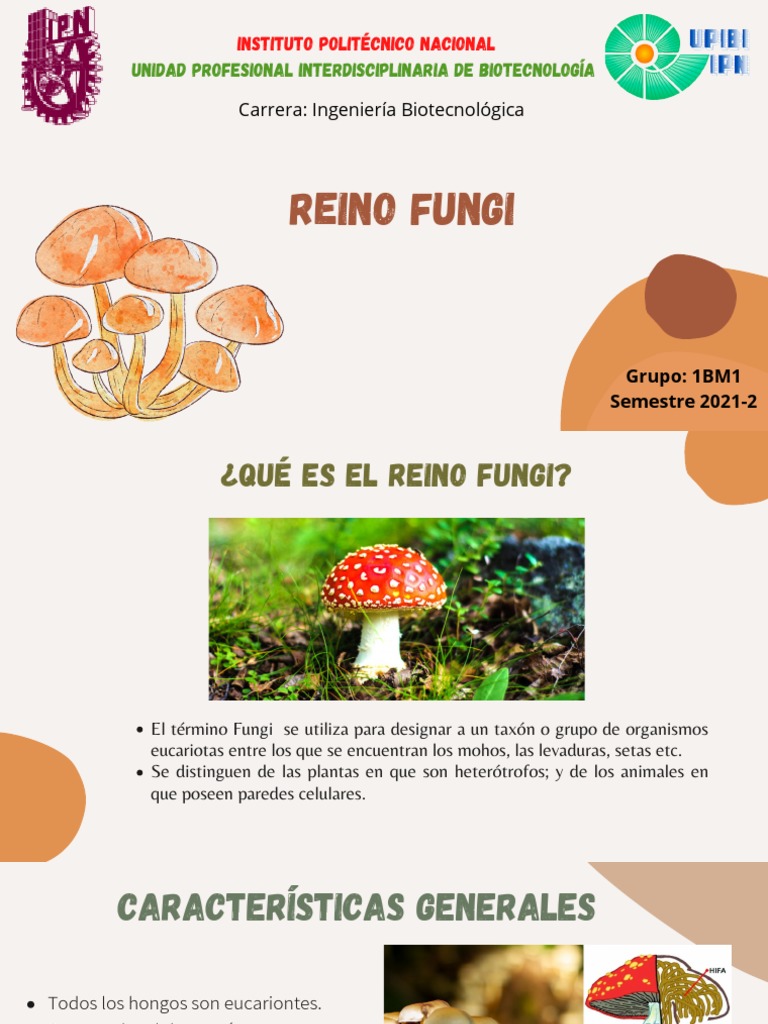 Reino Fungi | PDF | Hongo | Espora