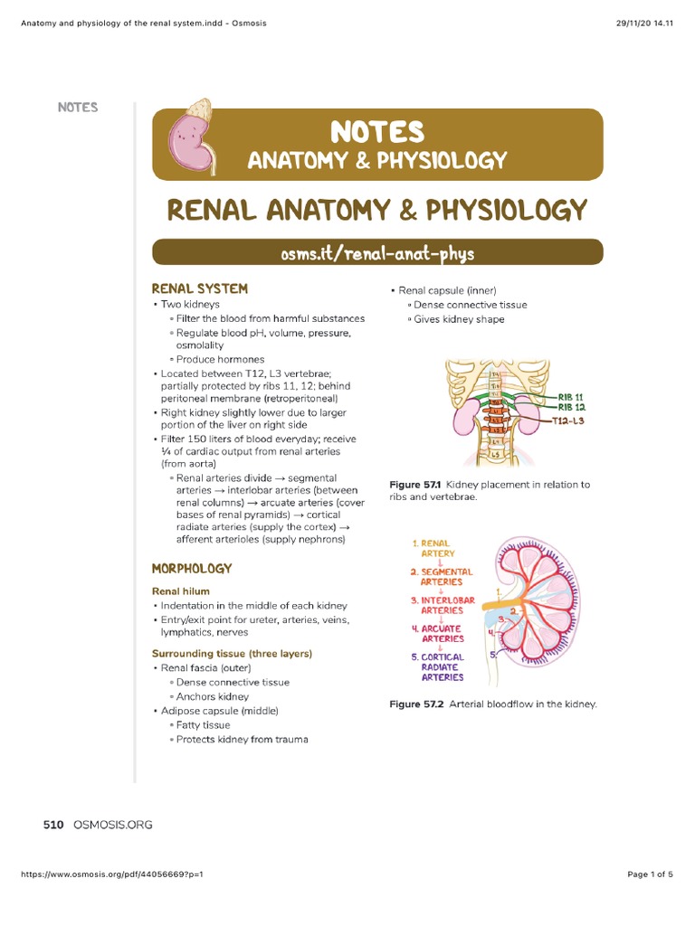 Renal System Anatomy and Physiology | PDF | Self-Improvement | Science ...