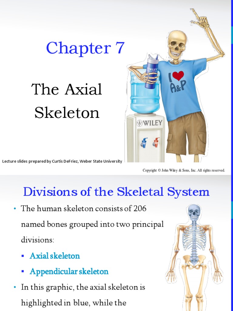 Skeletal System Axial | PDF | Vertebra | Vertebral Column