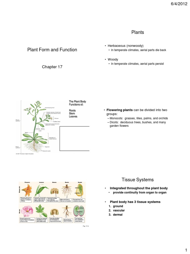 Plant Structure and Function Overview | PDF | Plant Stem | Tissue (Biology)