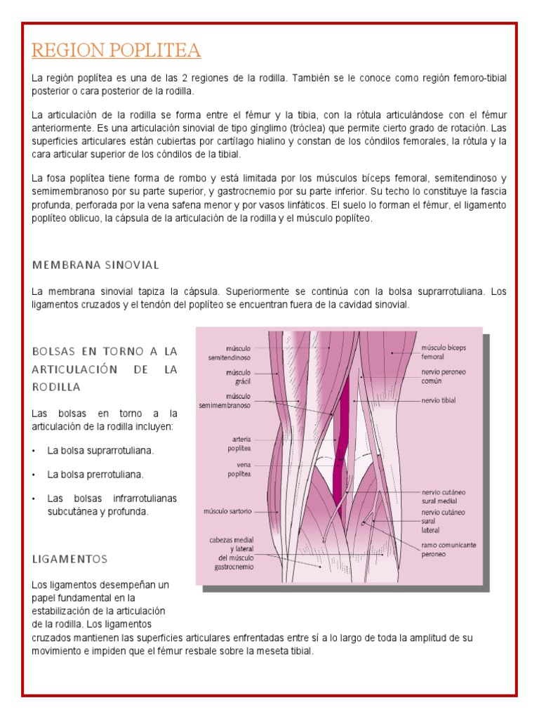Límites y contenido de la fosa poplítea | PDF | Rodilla | Articulación
