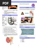 Punto de McBurney | PDF | Abdomen | Síntomas y signos