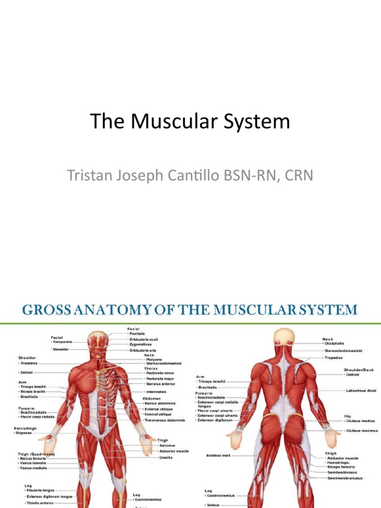 The Muscular System: Tristan Joseph Cantillo BSN-RN, CRN | PDF | Muscle ...
