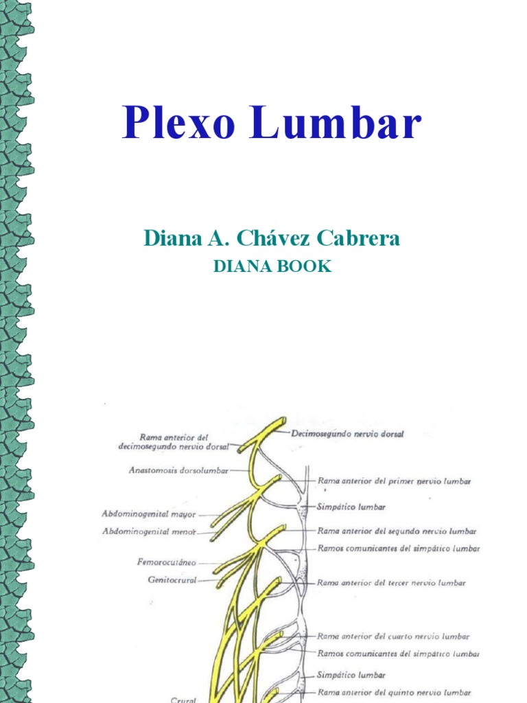 Estructura del Plexo Lumbar | PDF