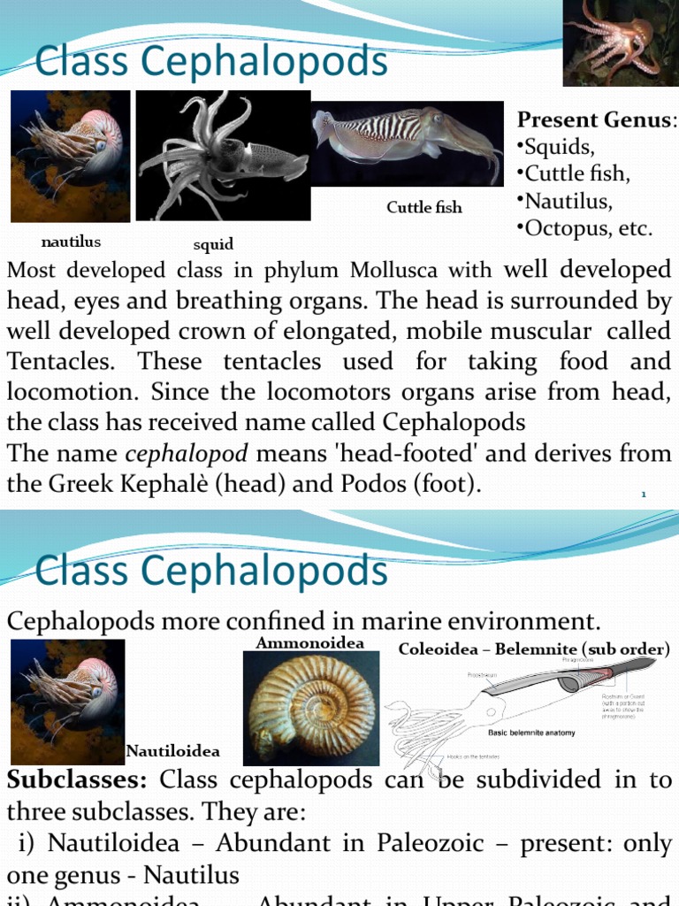Class Cephalopods: - Squids, - Cuttle Fish, - Nautilus, - Octopus, Etc ...