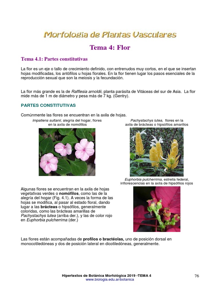 Partes y Simetría de la Flor en Botánica | PDF | Flores | Botánica