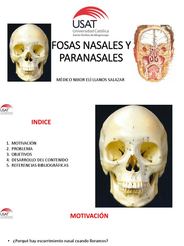 Fosas Nasales y Paranasales 2020 | PDF | Anatomía humana | Órgano ...