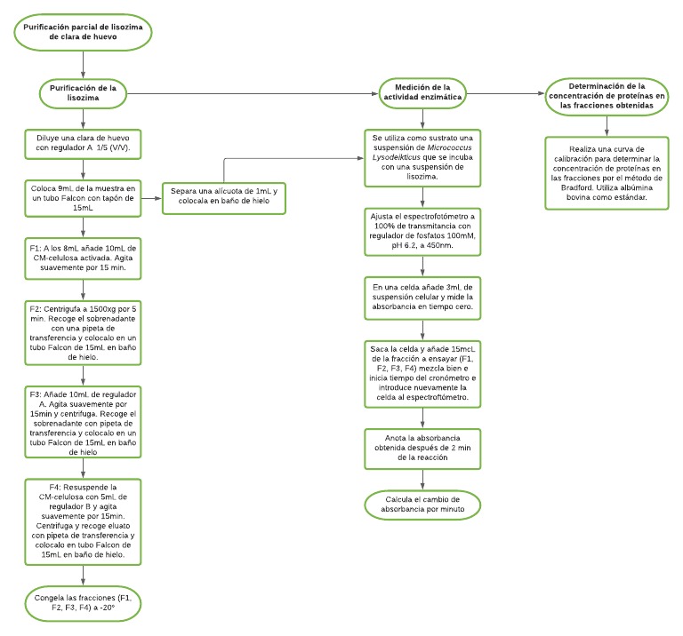 Diagrama de Purificación Parcial de Lisozima de Clara de Huevo | PDF | Química analítica ...