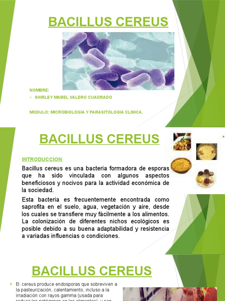Bacillus cereus: Una bacteria formadora de esporas con capacidad patógena en alimentos | PDF ...