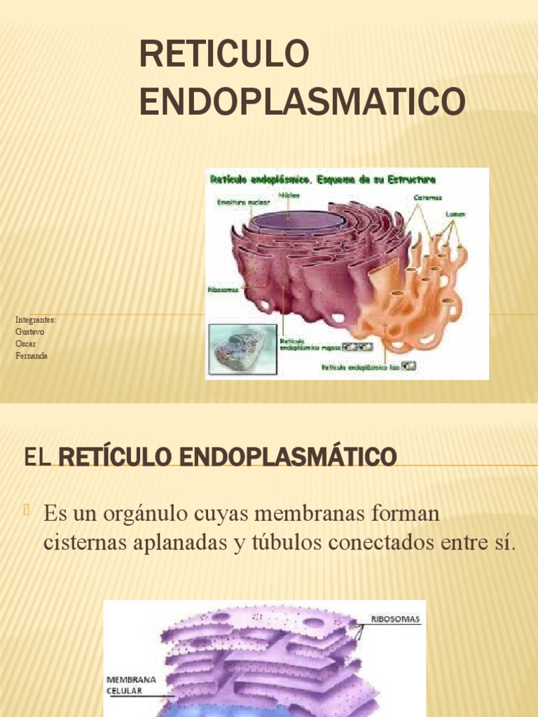 Retículo Endoplasmático | PDF | Retículo endoplásmico | Biología