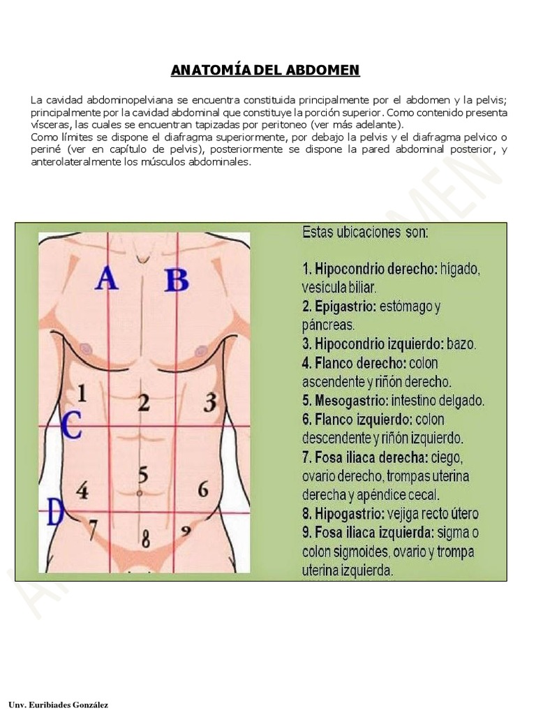 Anatomía y Músculos del Abdomen | PDF | Abdomen | Estómago