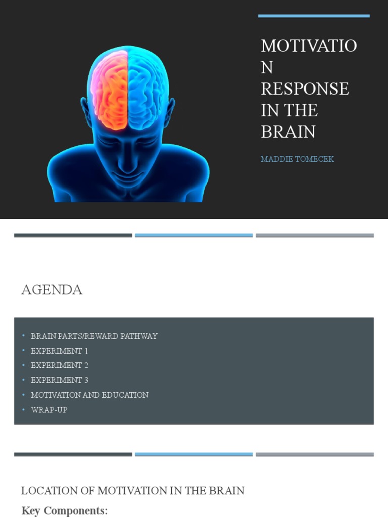 Reward Response in The Brain | PDF | Reward System | Motivation