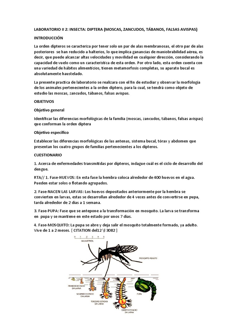 Morfología de Tábano y Avispa | PDF | Mosca | Mosquito