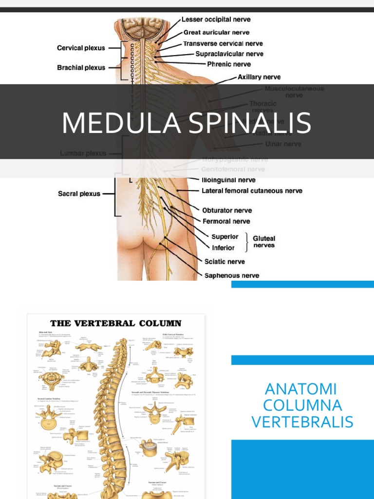 Anatomi Medula Spinalis | PDF